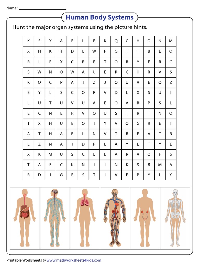 Human Body Systems: Hunt The Major Organ Systems Using The Picture ...