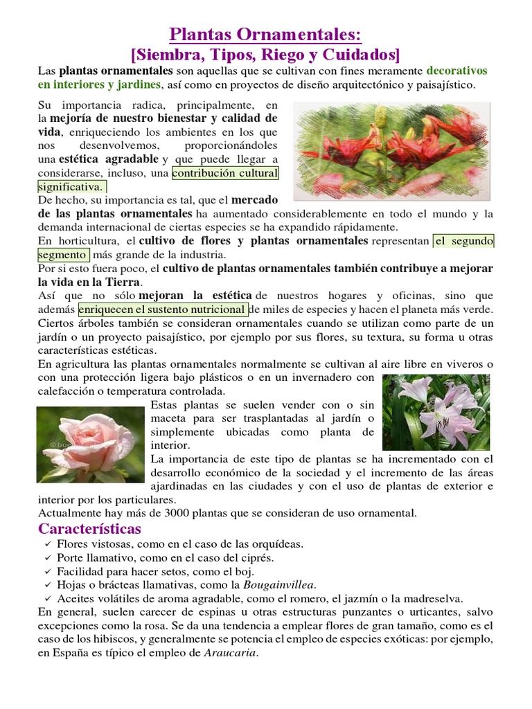 Plantas Ornamentales | PDF | Agricultura | Horticultura