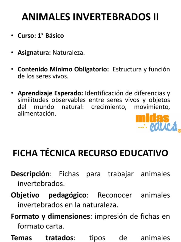 Animales Invertebrados para Niños | PDF | Insectos | Crisálida