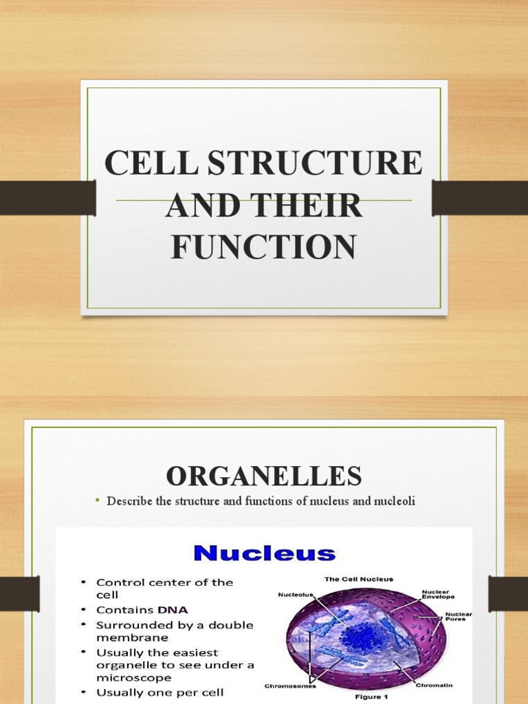 Cell Structure and Their Function By. Reyster Pavia 3c Week 3 Reporting | Download Free PDF ...