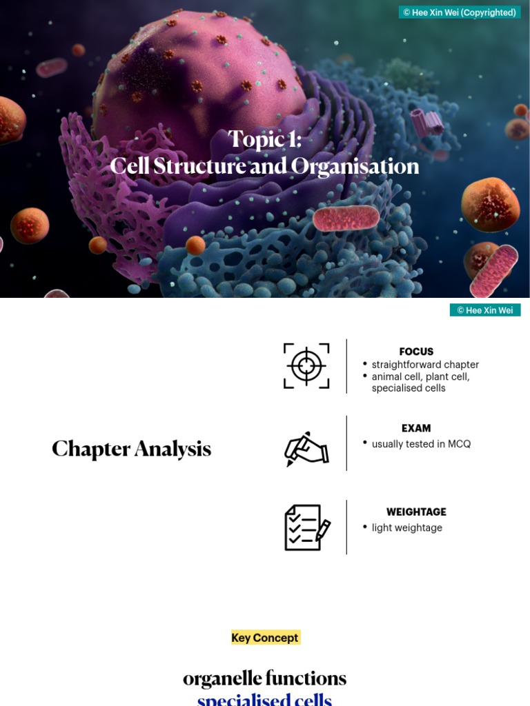 (BIO) Chapter 1 - Cell Structure and Organisation | PDF | Endoplasmic ...