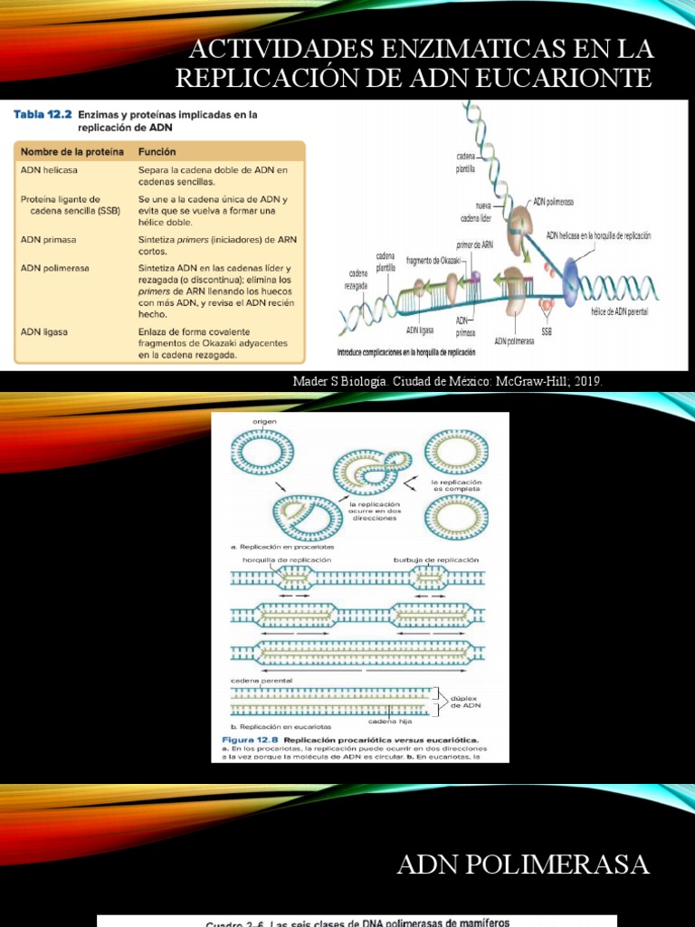Replicación, Transcripción y Traduccion Enzimas | Descargar gratis PDF | Messenger Rna | Adn
