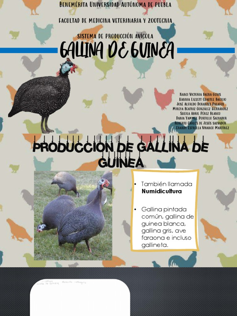 Produccion de Gallina de Guinea ( | PDF | Pollo | La alimentación animal