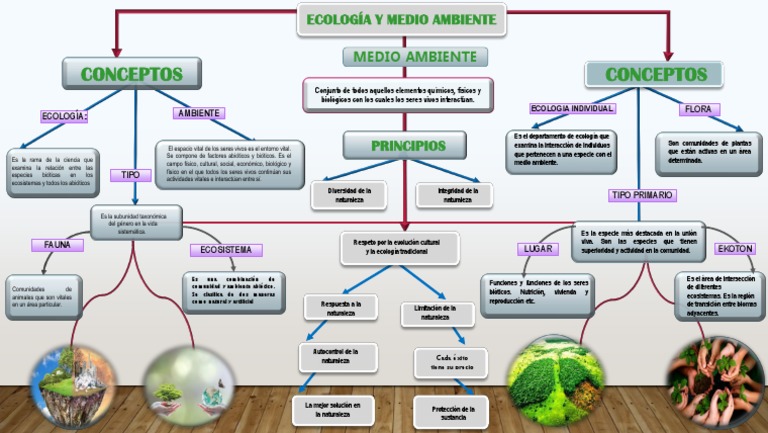 Mapa Conceptual Ecologia y Medio Ambiente | PDF | Ecología | Entorno ...