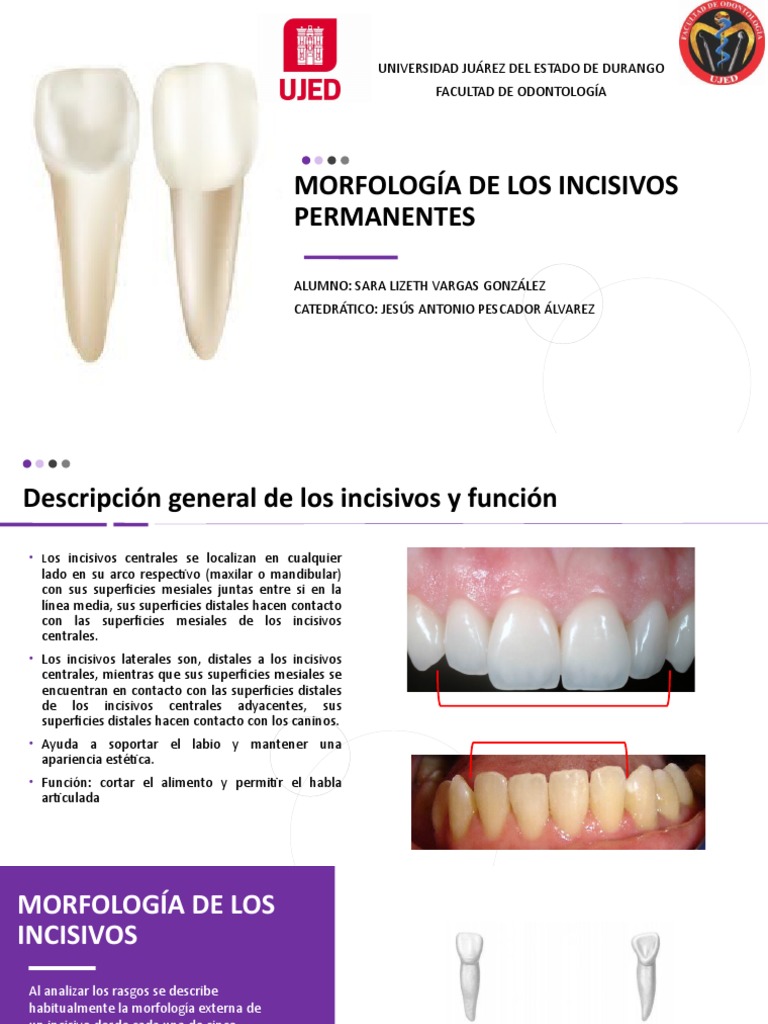 Morfología de los incisivos permanentes | PDF | Odontología | Ramas de ...