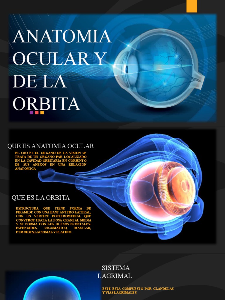 Anatomía Ocular y de la Órbita | PDF | Ciencia y matemáticas