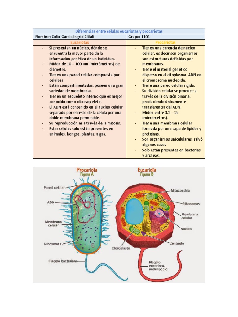 Cuadro Comparativo Celulas Eucariotas y Procariotas | PDF | Hogar, jardinería y bricolaje ...