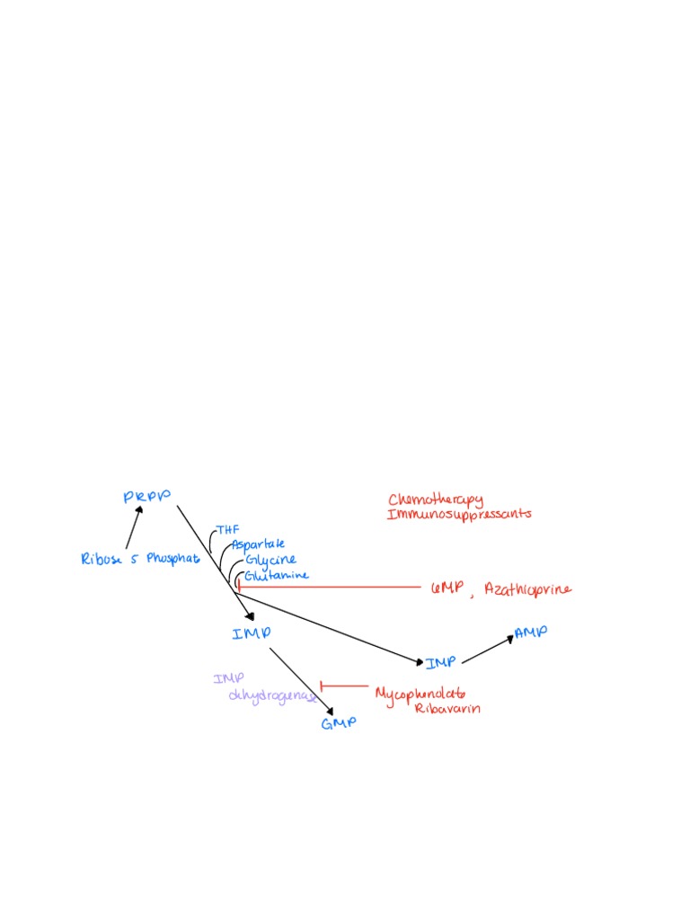 Purine Synthesis | PDF | Organic Compounds | Biochemistry