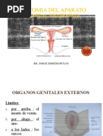 Anatomia de La Vulva | PDF | Clítoris | Labios