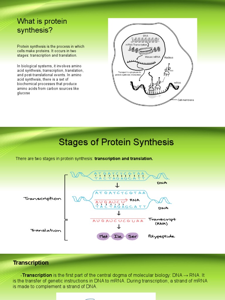 Protein Synthesis Steps Diagram