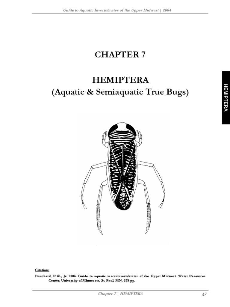 Hemiptera | PDF