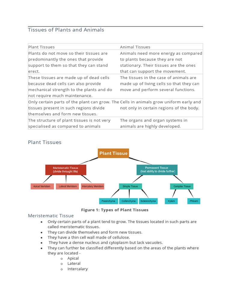 Notes of CH Tissues Class 9 | PDF | Epithelium | Tissue (Biology)