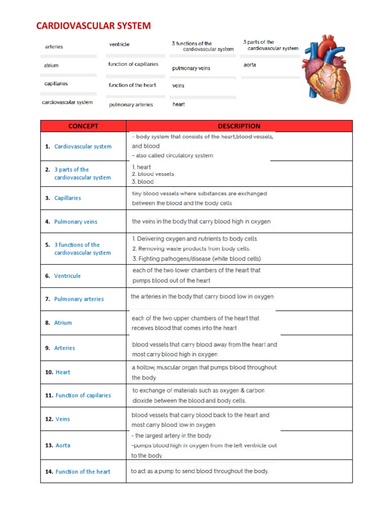 Cardiovascular System Handout 2022 | PDF | Wellness