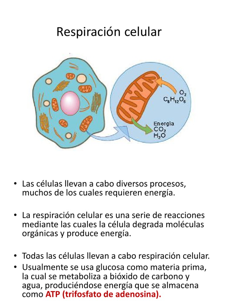 Respiración Celular | PDF | Respiración celular | Trifosfato de adenosina