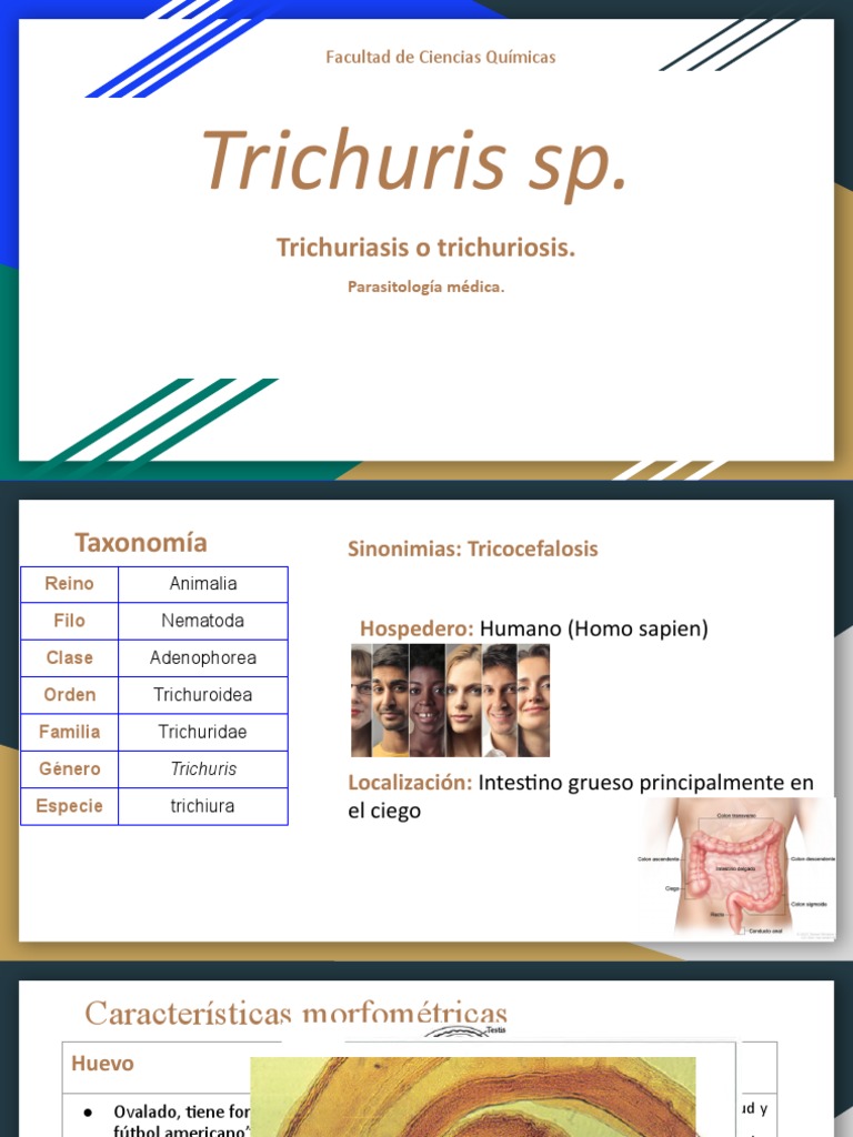 Trichuris sp.: Características morfológicas, ciclo de vida, diagnóstico y tratamiento de la ...