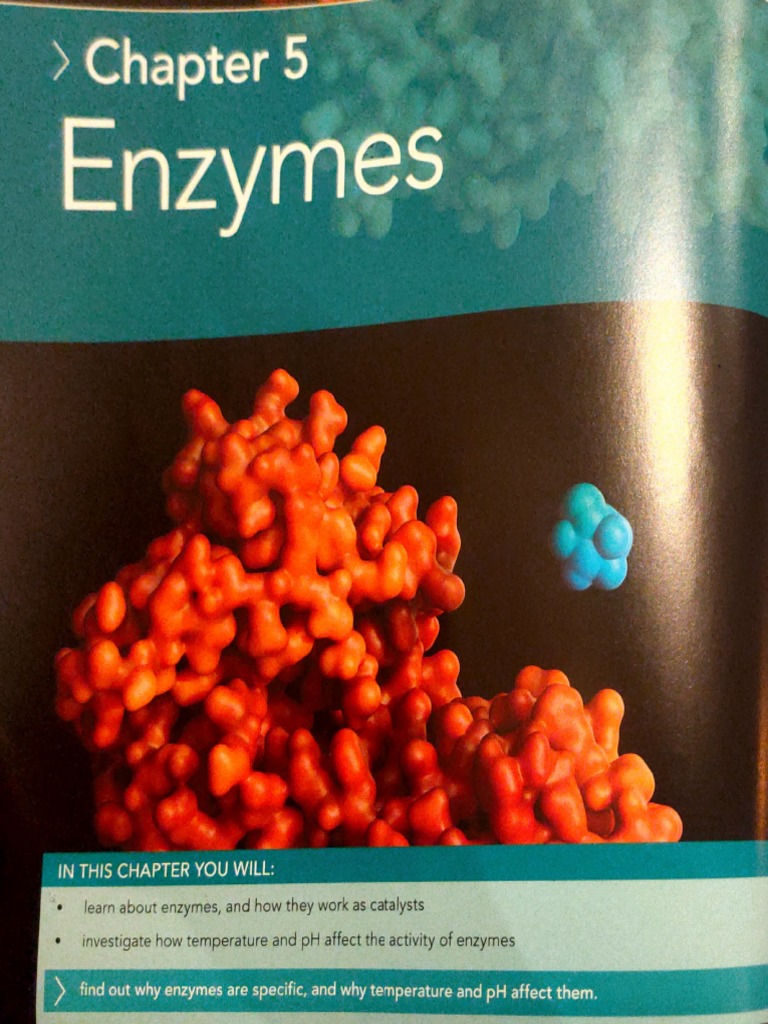 Understanding Enzymes and Their Functions | PDF | Enzyme | Biochemistry