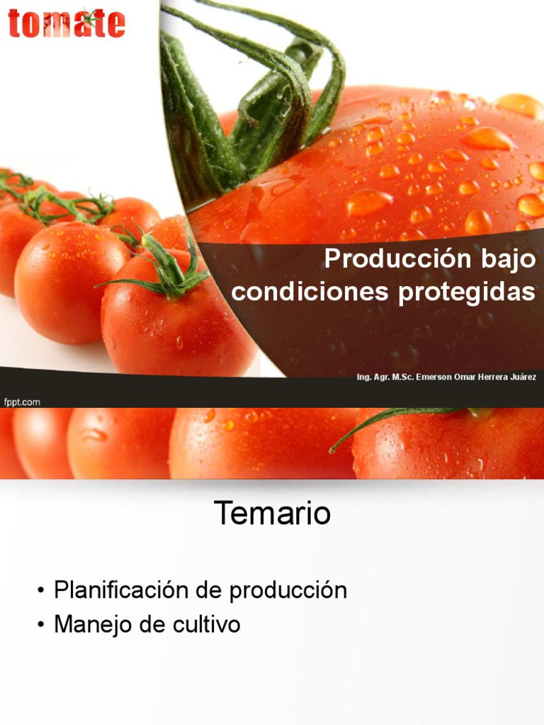 Producción Tomate | PDF