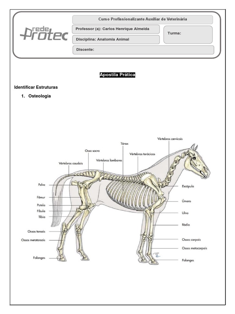 Apostila Anatomia Veterinária | PDF