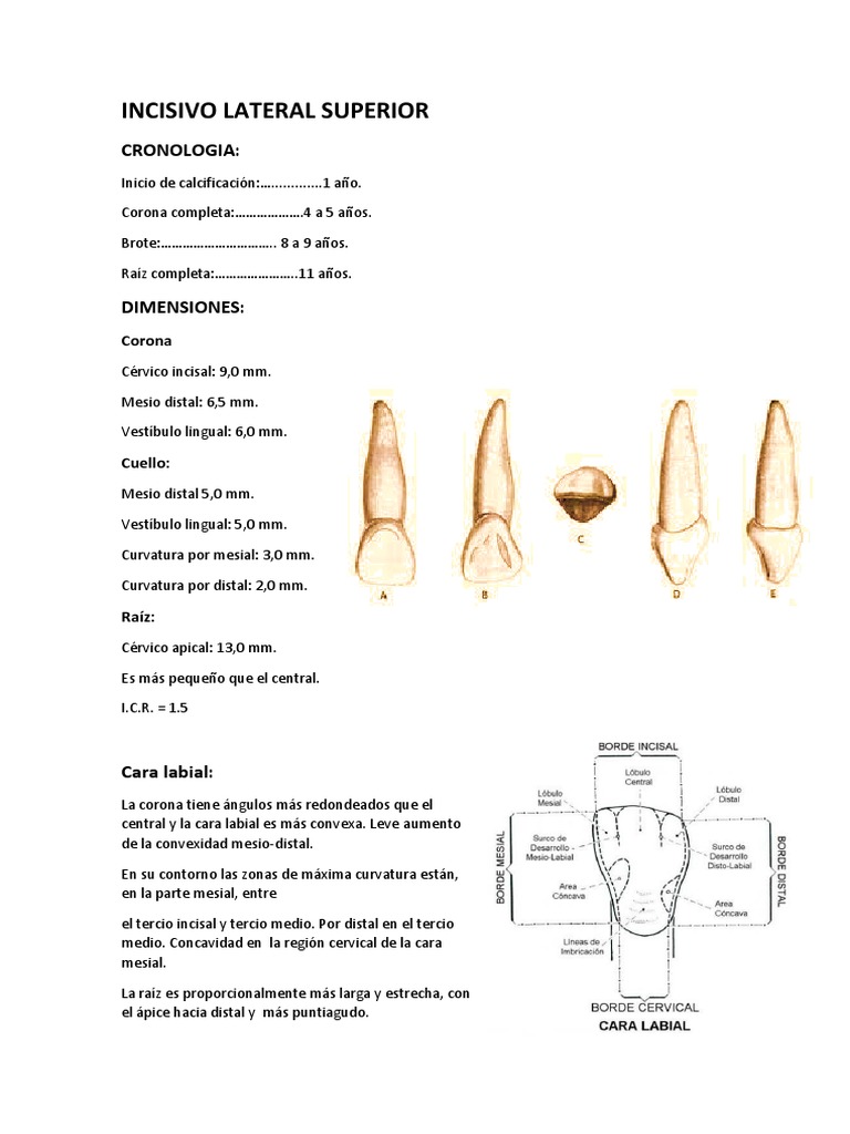 Incisivo Lateral Sup | PDF