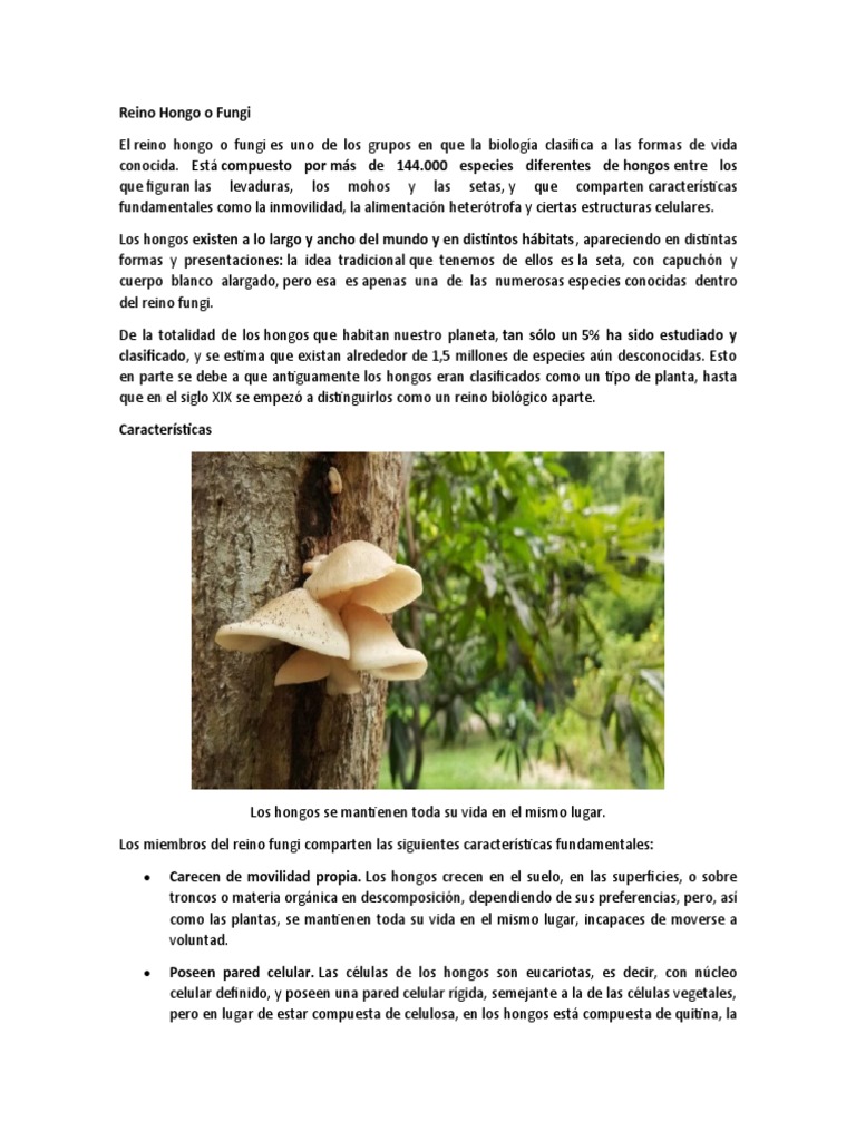 Reino Hongo o Fungi | PDF | Hongo | Plantas