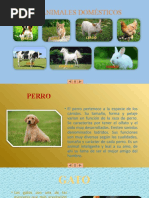 Animales Dosmesticos en Xinca | PDF | Cocina, comidas y vino