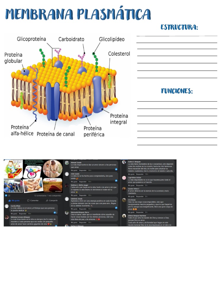 Membrana Plasmática | PDF