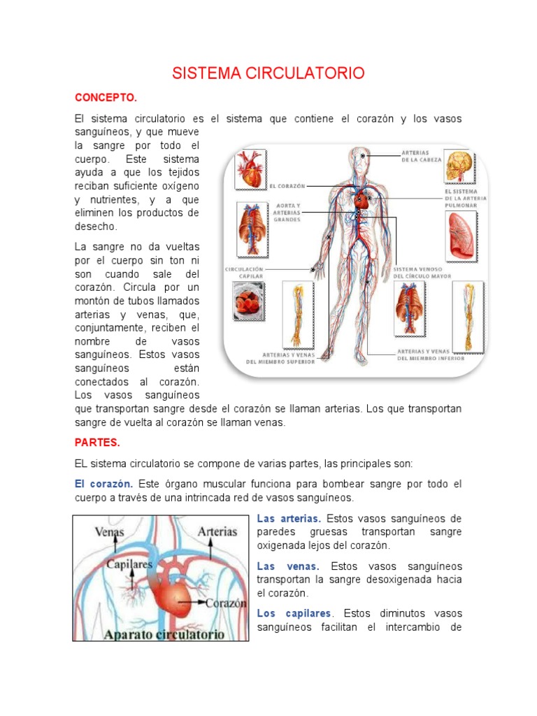 Sistema Circulatorio: Funciones y Cuidados | PDF | Sistema circulatorio ...