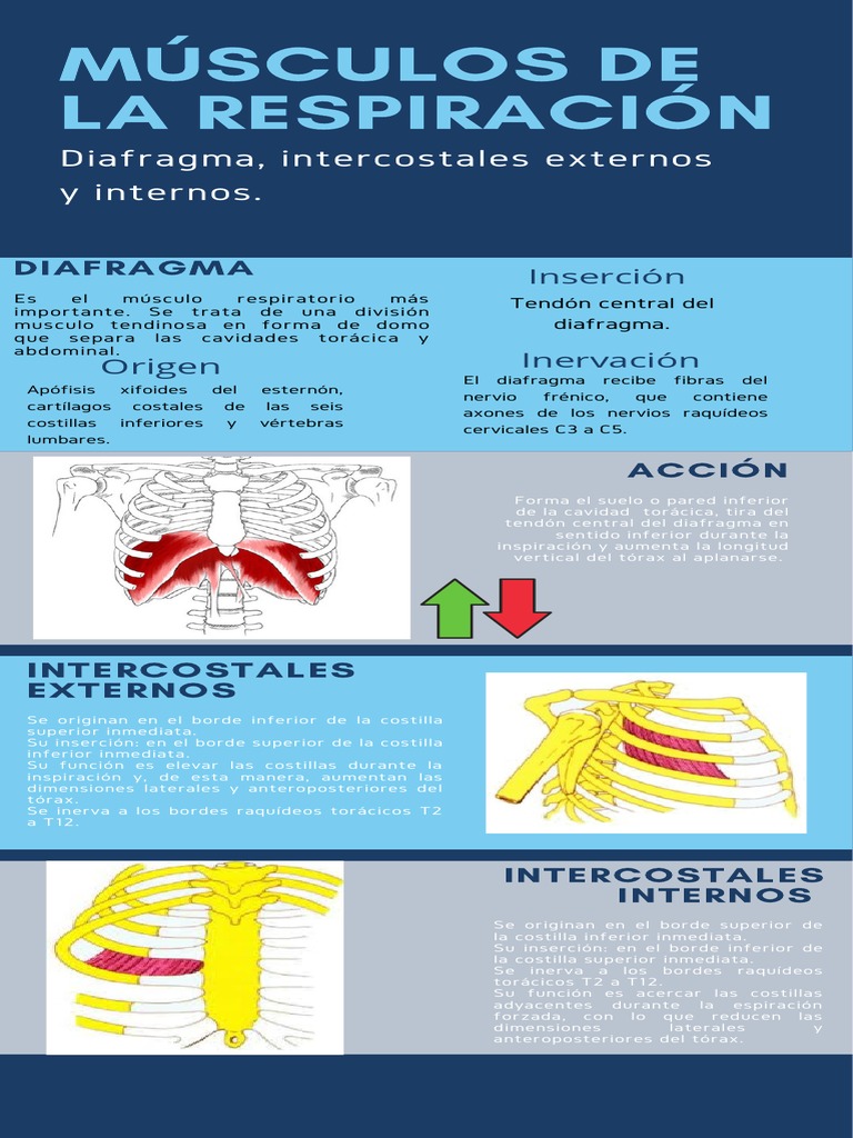 Músculos de la Respiración: Diafragma e Intercostales | PDF | Tórax ...