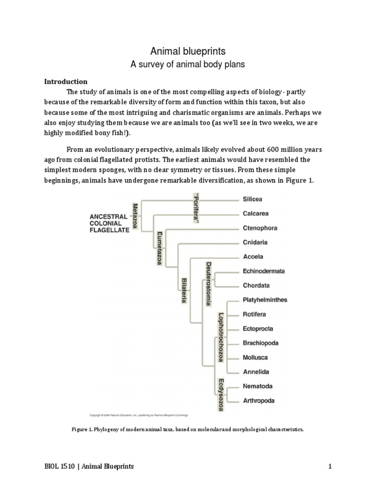 Survey of Animal Body Plans | PDF | Sponge | Anatomy