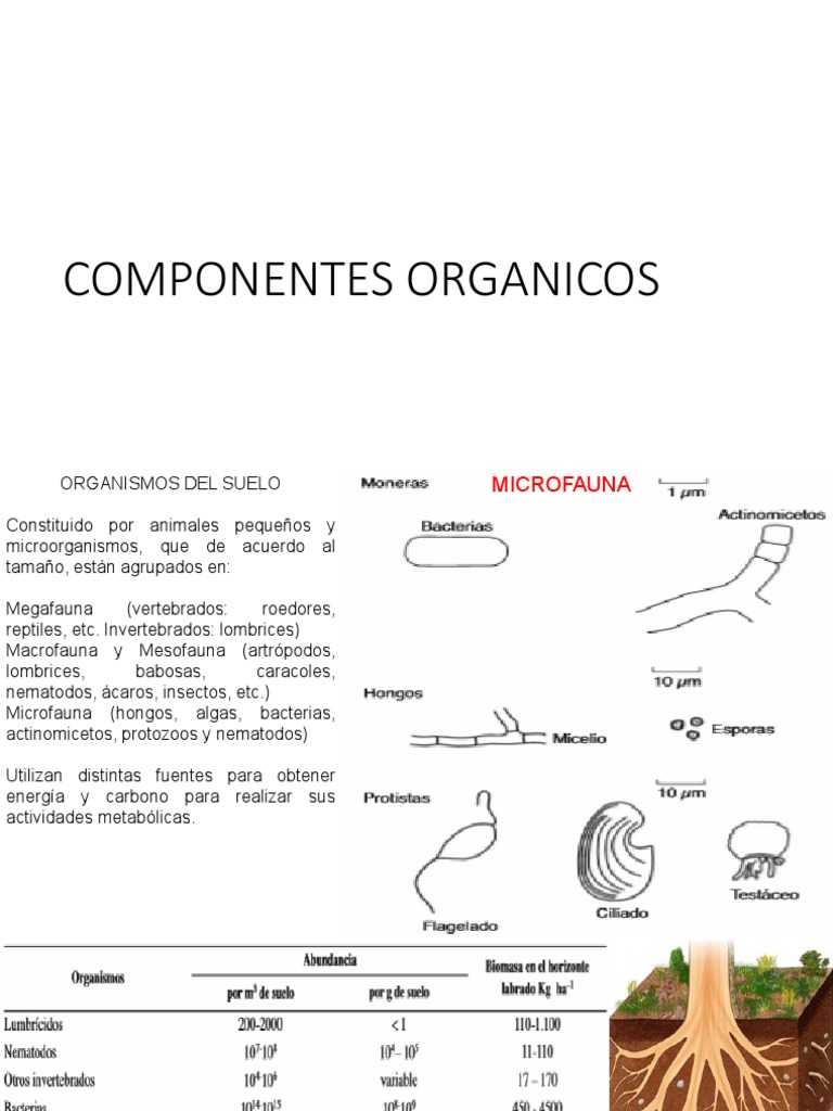 UTA. 2.2 CONSTITUYENTES DEL SUELO (Componentes Organicos Del Suelo ...
