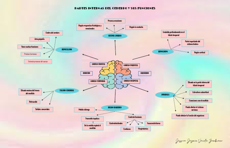 F.N. Partes Internas Del Cerebro-Mapa Mental | PDF | Cerebro | Sistema ...