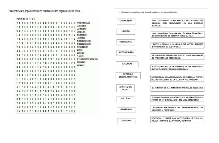 celula sopa de letras | PDF