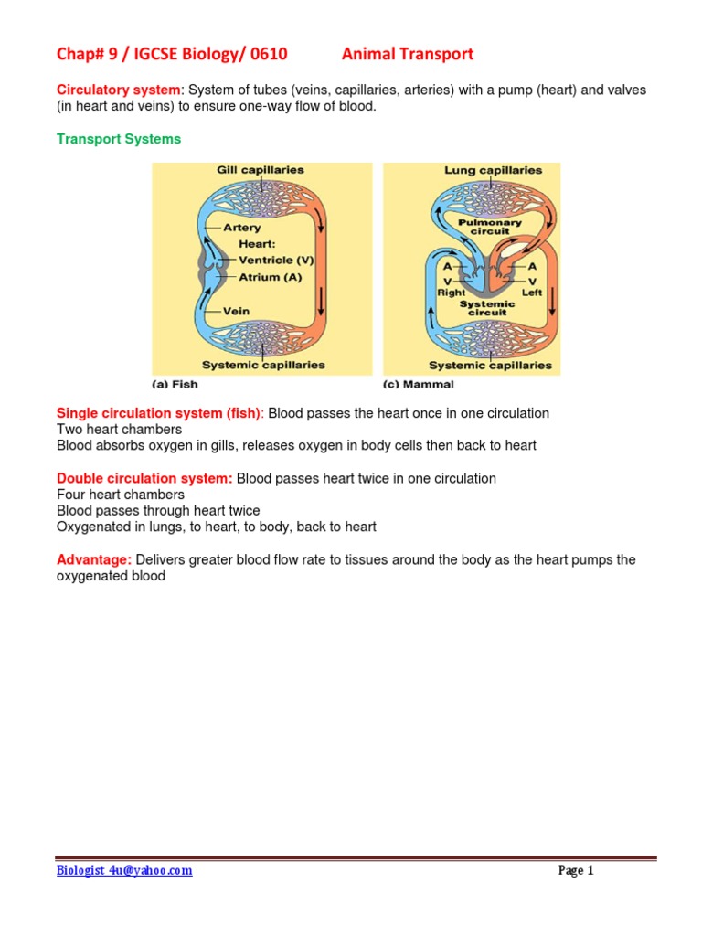 Chap# 9 / IGCSE Biology/ 0610 Animal Transport | PDF | Heart | Ventricle (Heart)