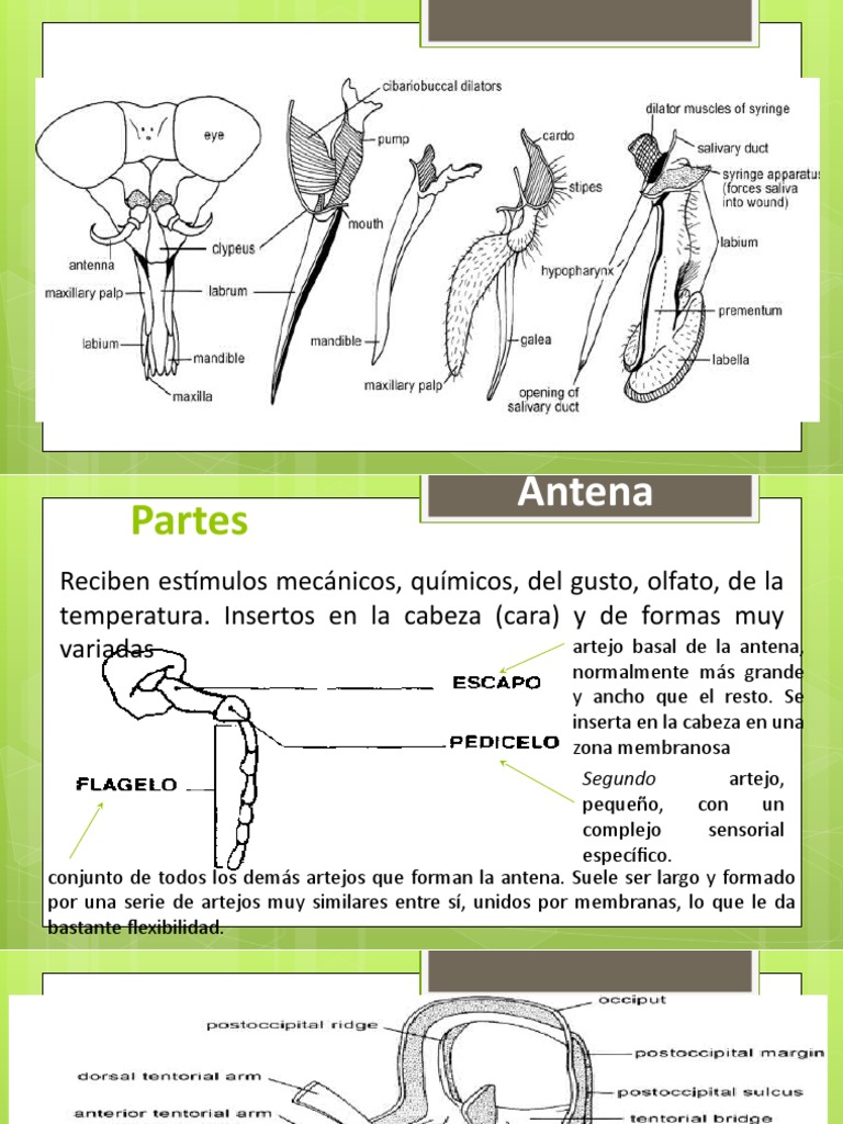 Clase. 3. Tórax y Abdómen | PDF | Insectos | Artropodología