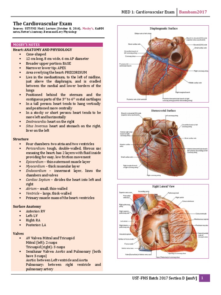 Sample Transes 2 | Download Free PDF | Heart Valve | Heart