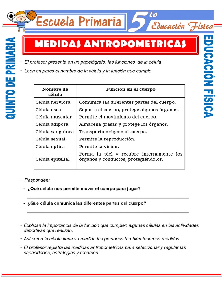 Medidas Antropometricas para Quinto de Primaria | PDF | Anatomía