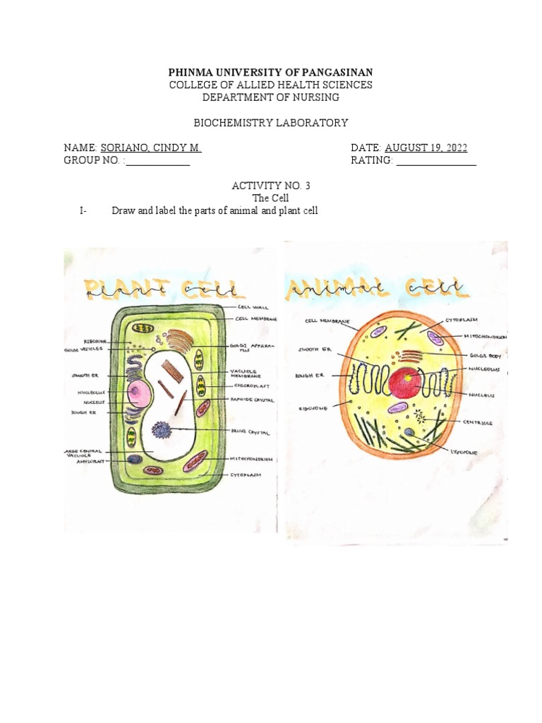 Soriano, Cindy M. (Bio 024) Lab Activity 3 - The Animal Cell | PDF ...