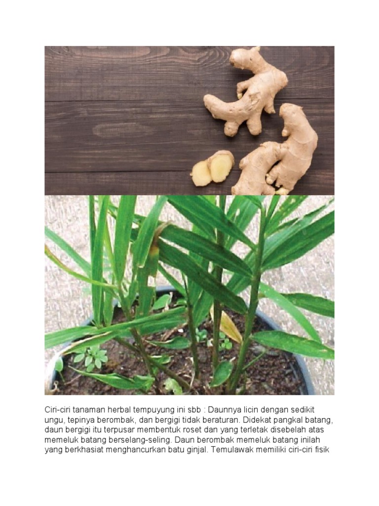 Ciri Ciri Kunyit, Jahe, Kencur | PDF
