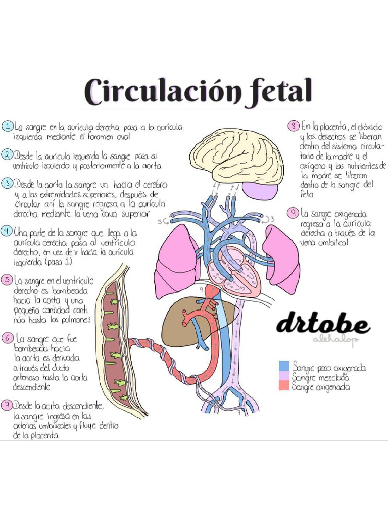 Circulación Fetal | PDF