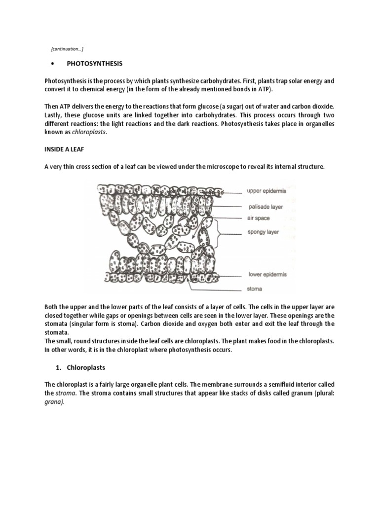 PHOTOSYNTHESIS - Light and Dark Reaction | PDF | Photosynthesis ...