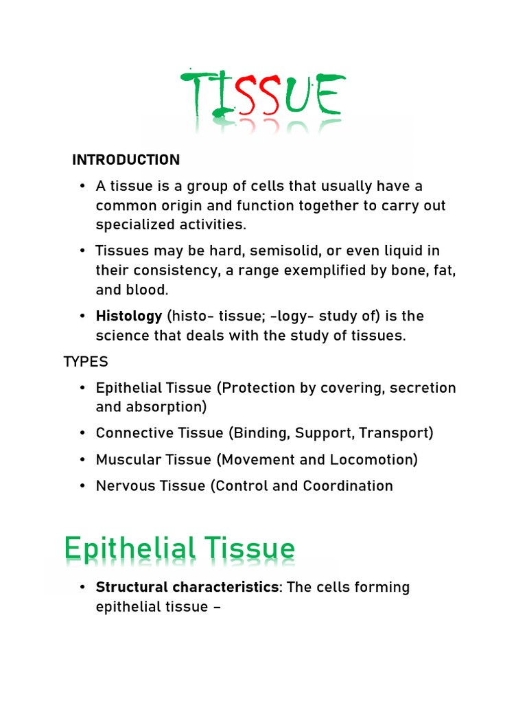 TI UE: Epithelial Tissue | PDF | Tissue (Biology) | Connective Tissue