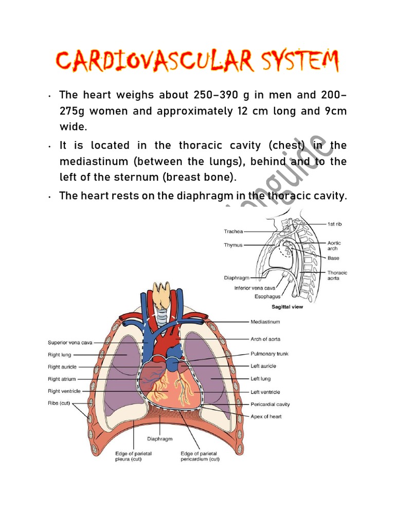 Cardiovascular System | PDF | Heart Valve | Heart