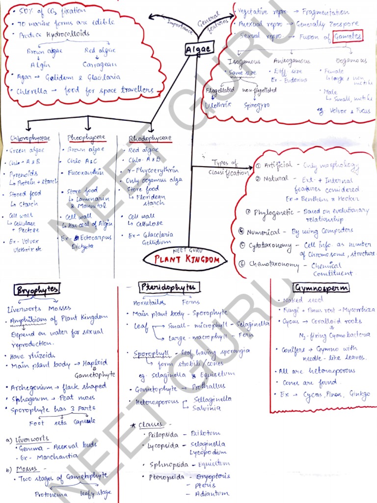 Plant Kingdom Class 11 NCERT Notes NEET - Watermarked | PDF | Botany ...