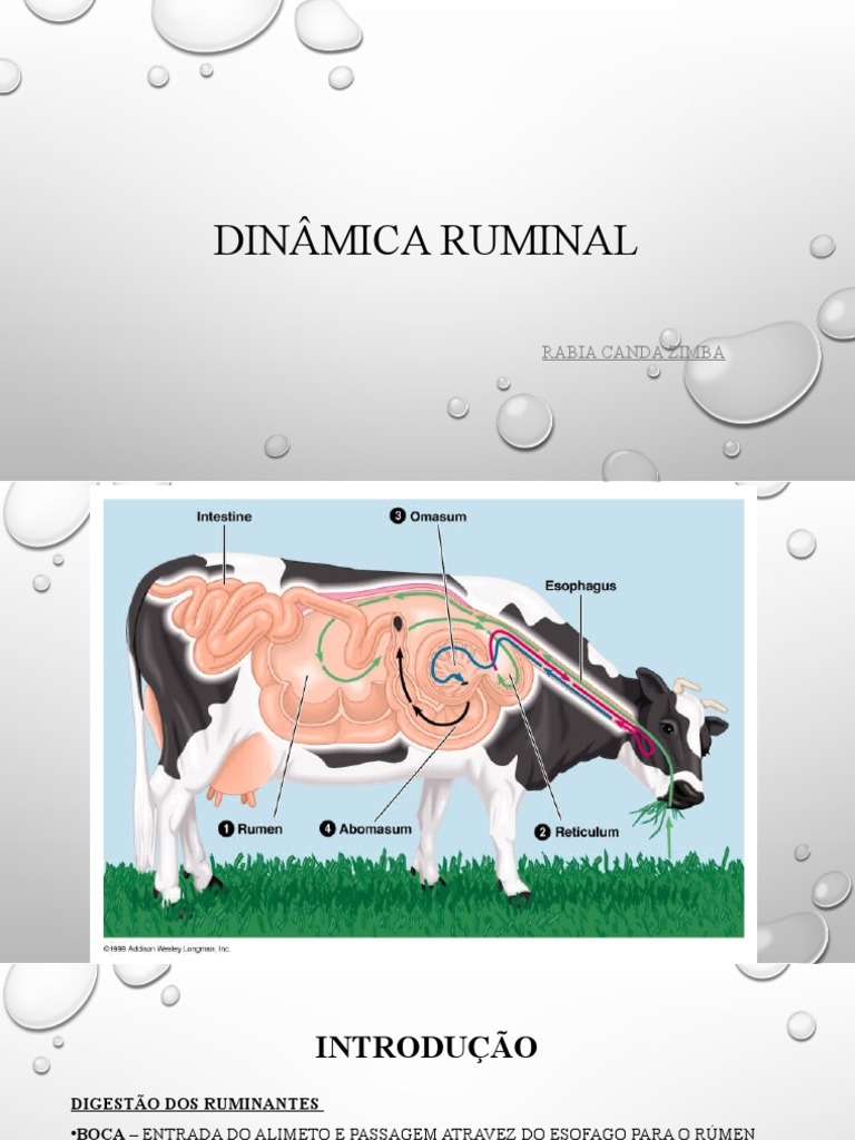 Dinâmica Ruminal | PDF | Ruminante | Digestão