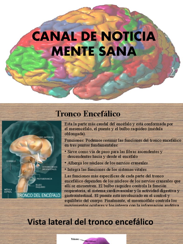 Estructuras y funciones del sistema nervioso central: Una exploración ...