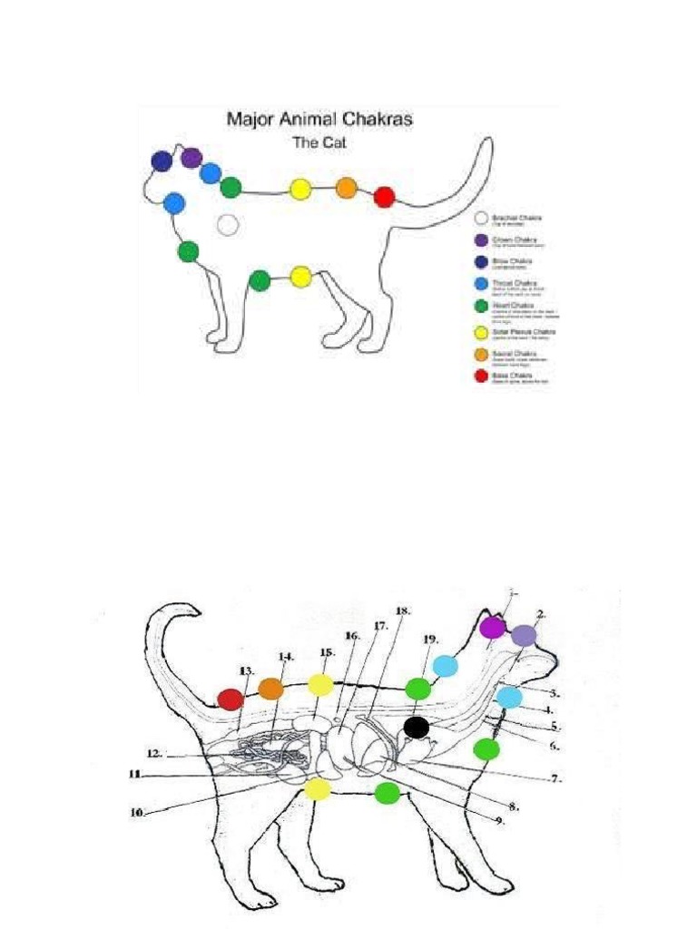chakras gato | PDF