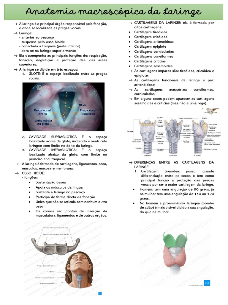 Anatomia Macroscópica Da Laringe | PDF | Laringe | Anatomia humana