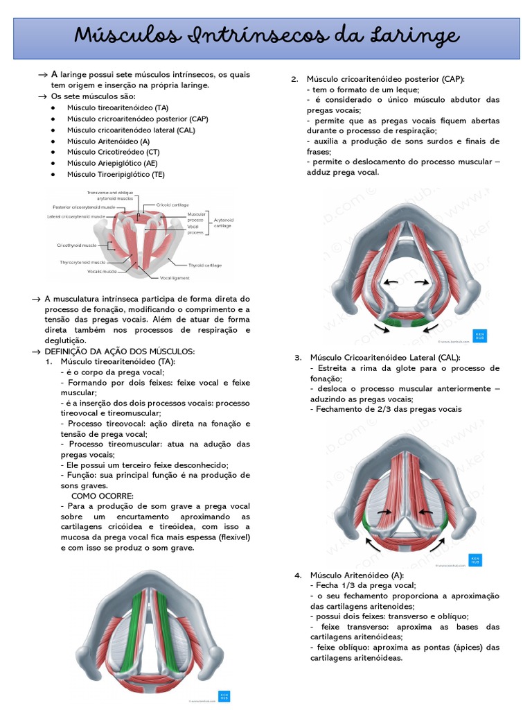 Músculos Intrínsecos Da Laringe | PDF | Laringe | Otorrinolaringologia