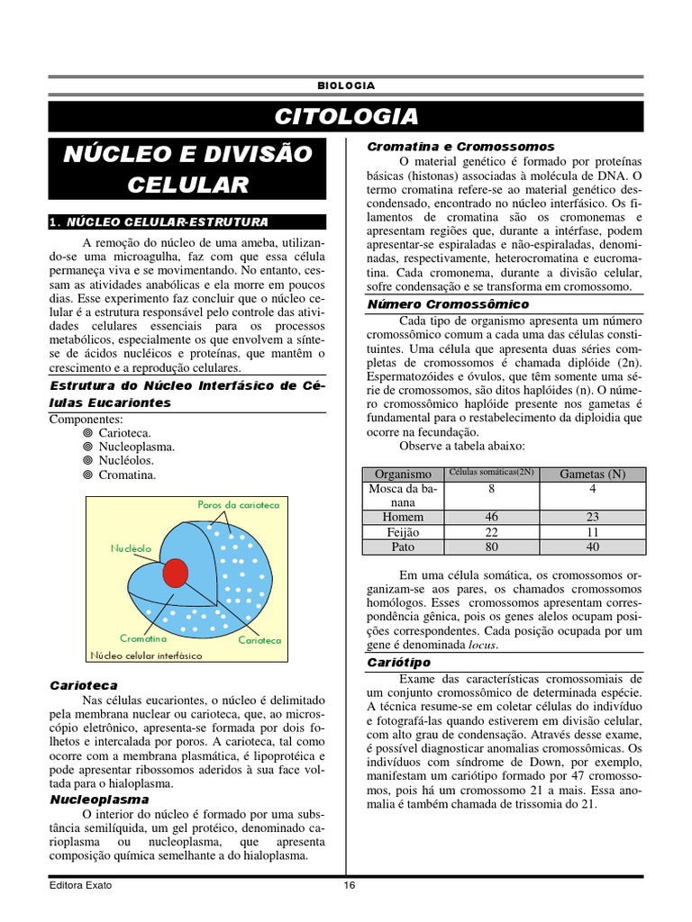 03 - Núcleo e Divisão Celular | PDF | Meiose | Mitose