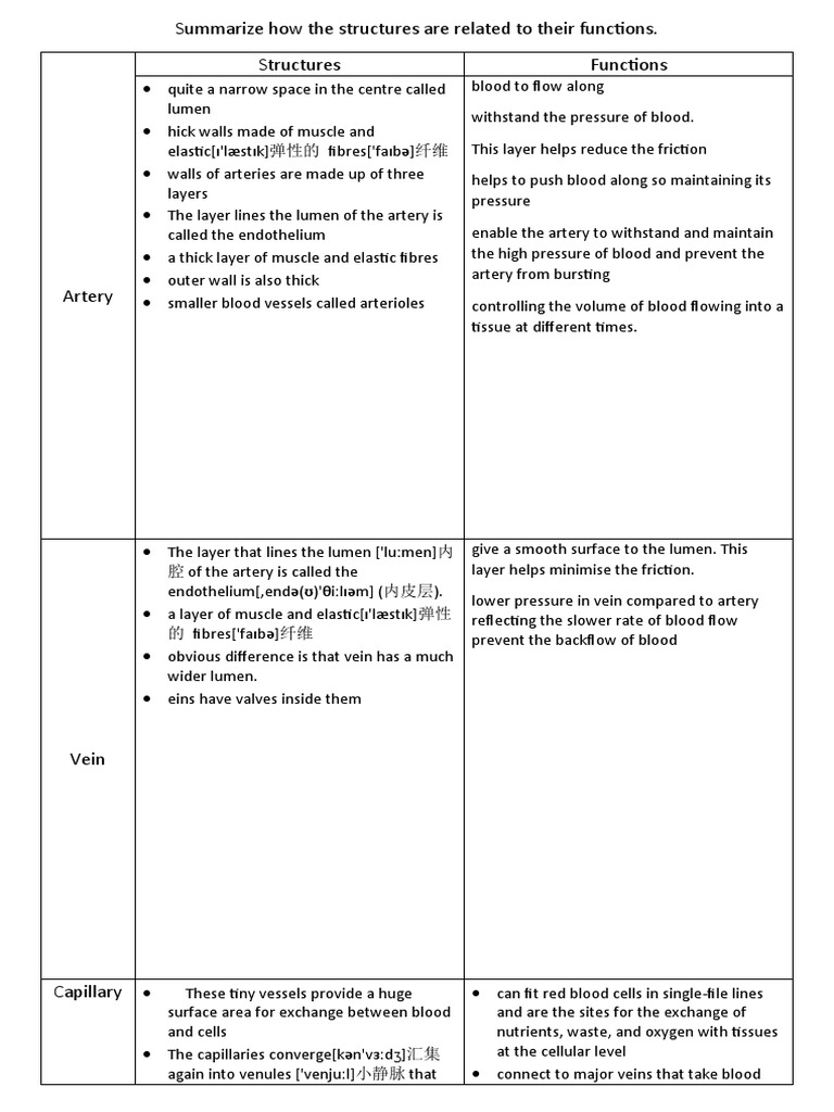 5 - Graphic Organizer | PDF | Artery | Blood Vessel